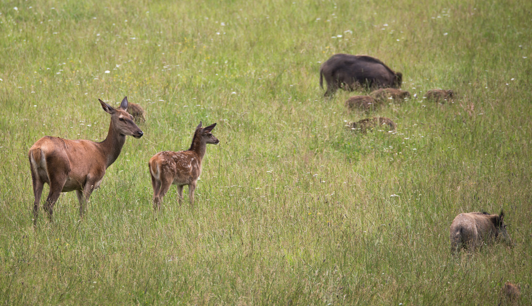 Wie gehts dem Wild in unserem Land? – Aktuelles – Stiftung Wald und ...