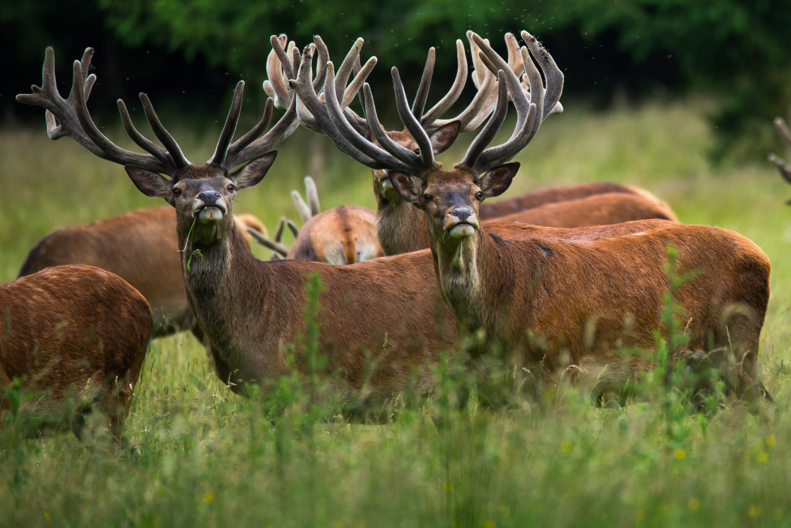 Wie Gehts Dem Wild In Unserem Land Aktuelles Stiftung Wald Und