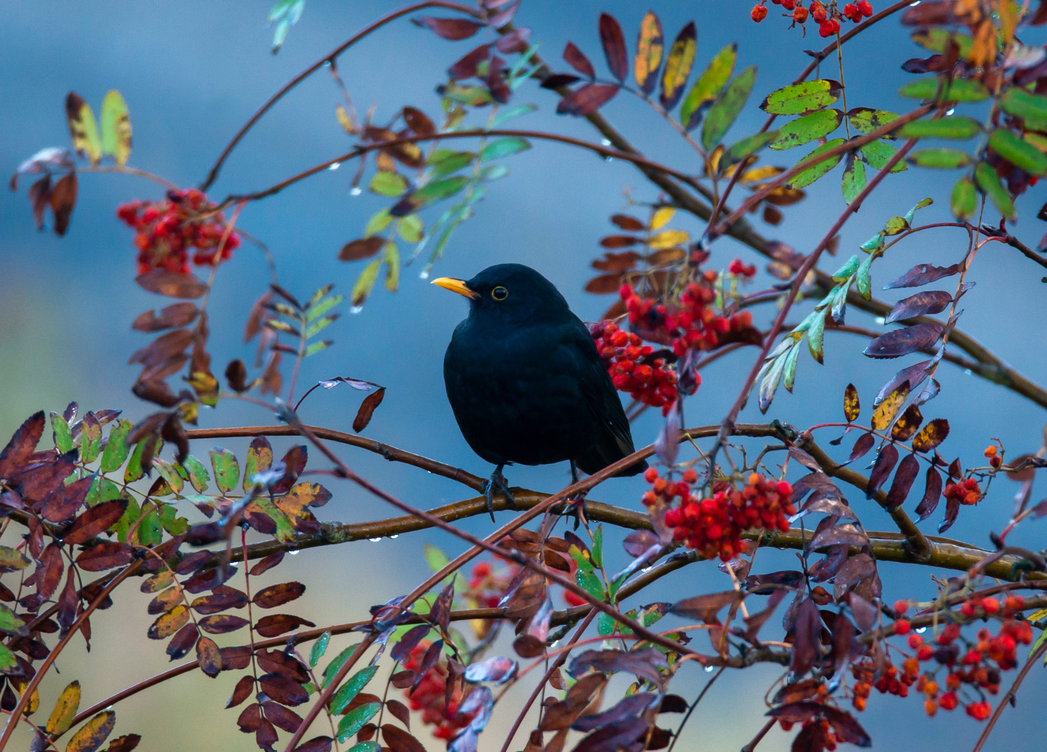 Befiederte und Befellte Helfer beim Waldbau - Vögel und Säugetiere ...